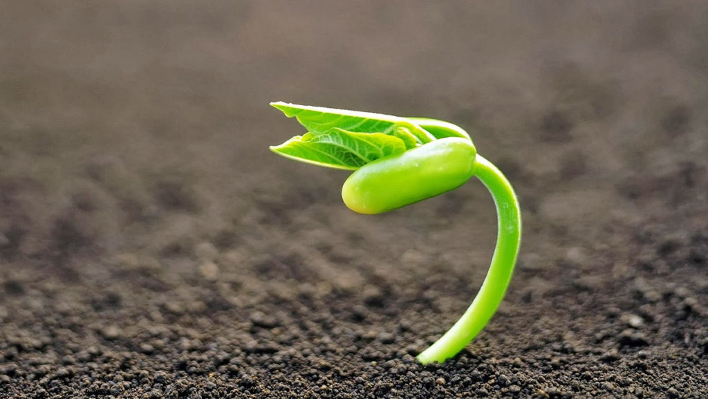 Οδηγίες δειγματοληψίας εδάφους – Αγροτικός Συνεταιρισμός ΘΕΣΤΟ